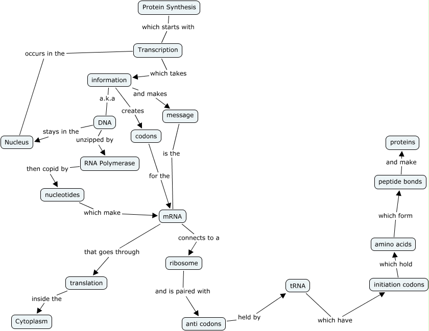 protein synthesis - How are proteins made?
